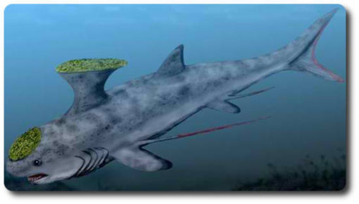History of Sharks | MCC