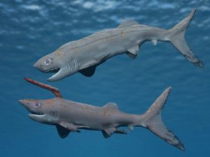 History of Sharks | MCC
