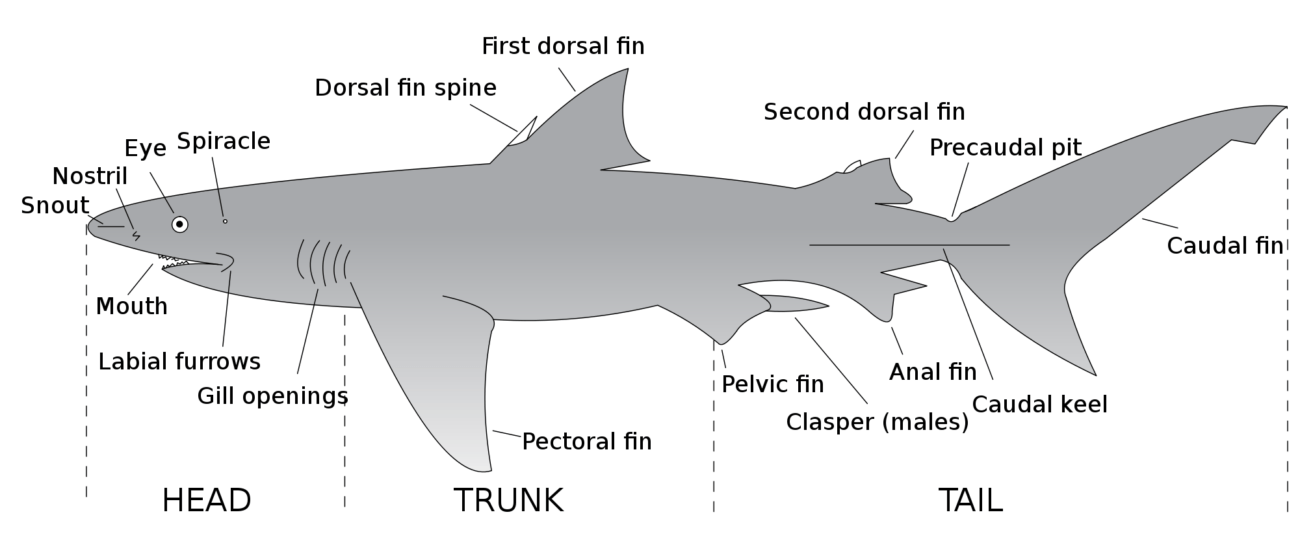 Shark Biology | MCC