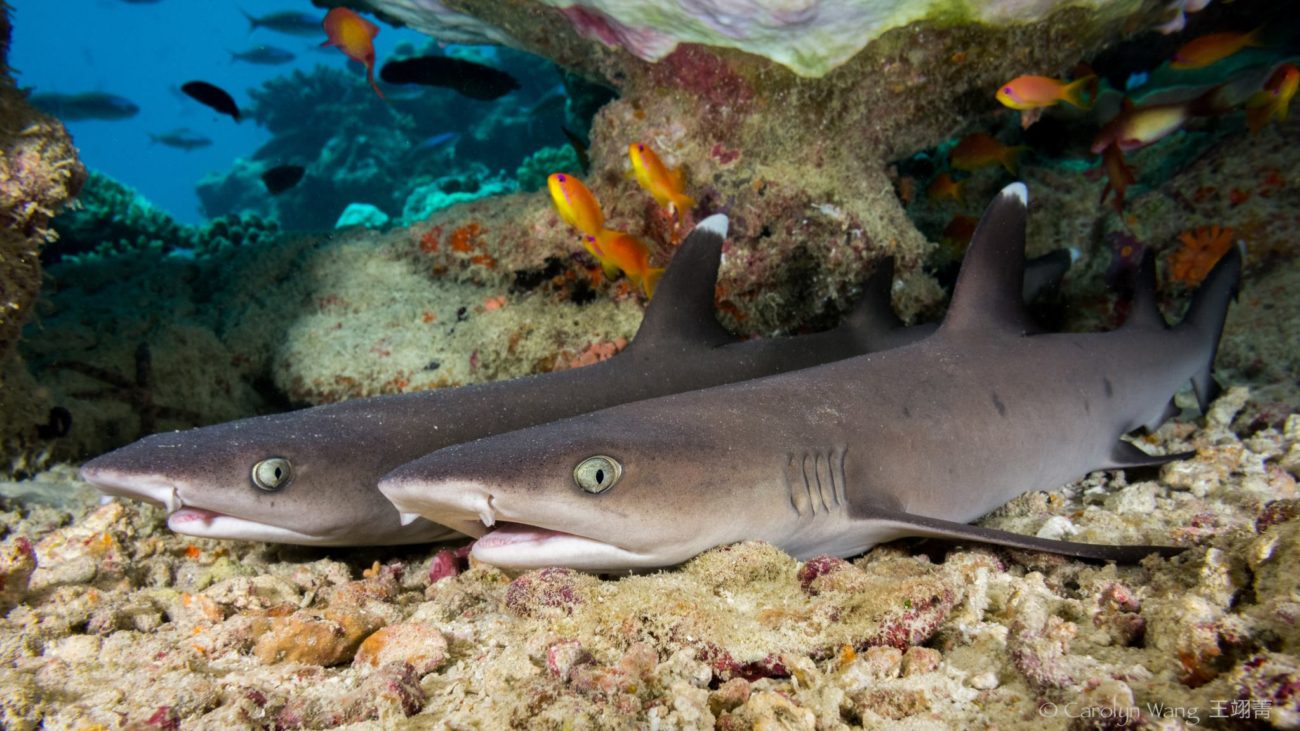 Sharks of the Tropical Pacific | MCC