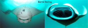 Manta Behavior | MCC